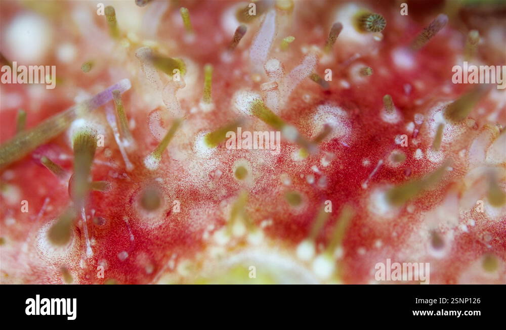 Sea urchin strongylocentrotus pallidus under microscope,Echinodermata ...
