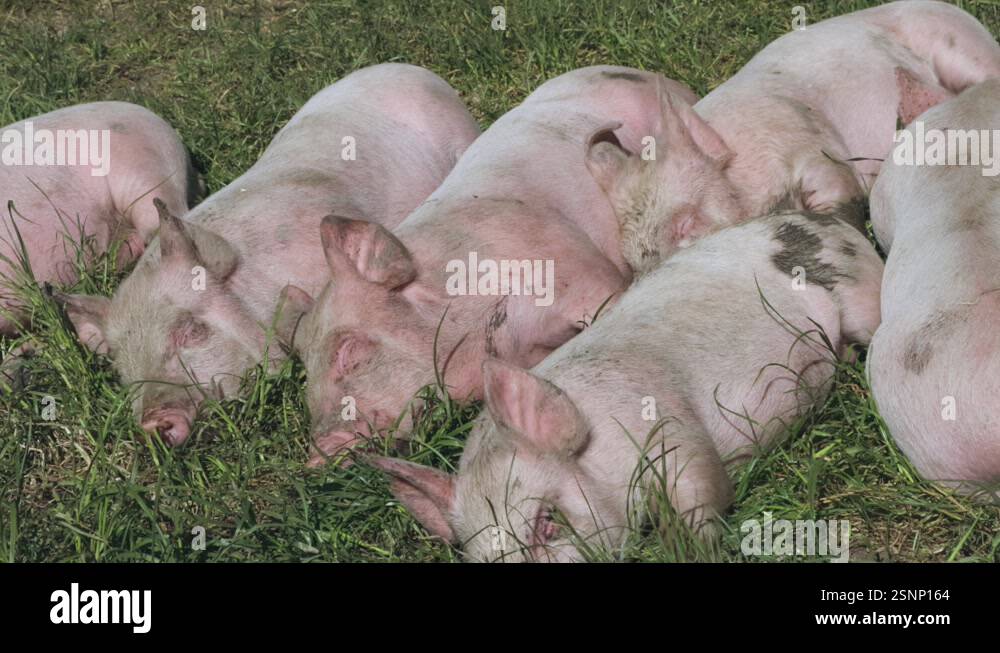 Several pigs rest/sleep in grass. Ambury Farm, Auckland, New Zealand ...