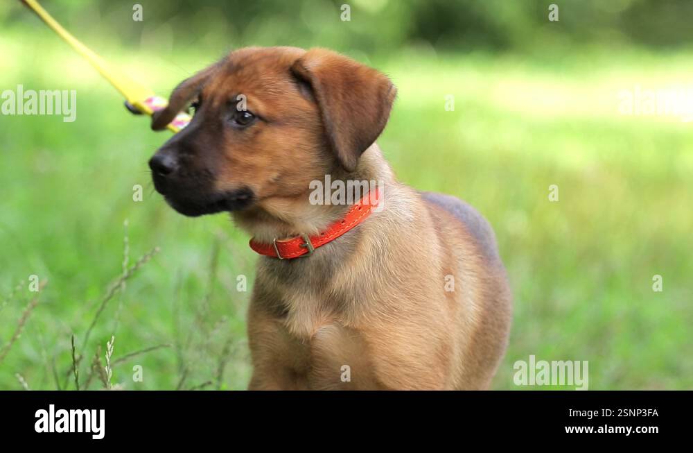 Human interest people Stock Videos & Footage - HD and 4K Video Clips ...