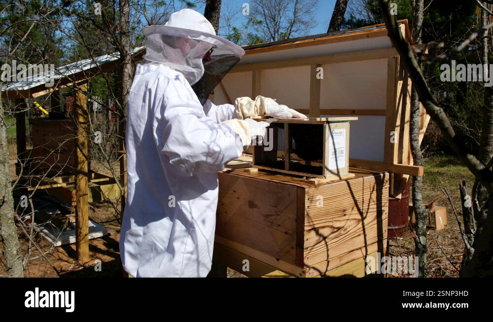 Beekeeper in sting safe wear preparing newly delivery cage full of bees ...