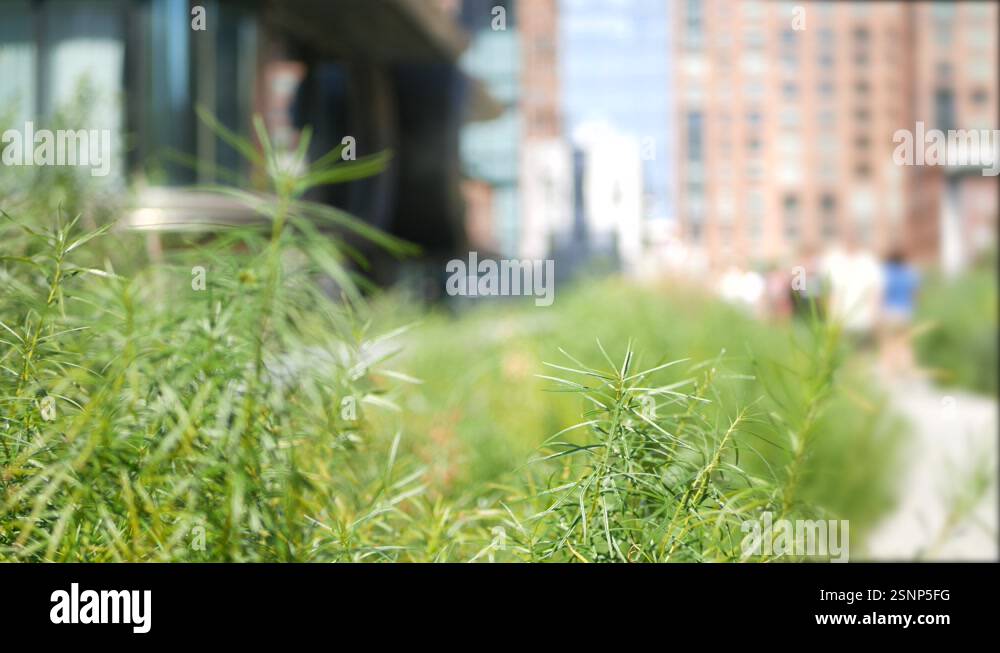 New York City High Line elevated greenway, Manhattan Midtown, USA ...