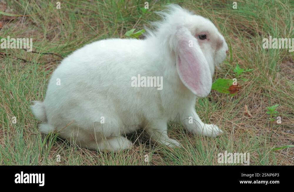 A fluffy white rabbit with floppy ears, likely a Lop mix, sitting ...