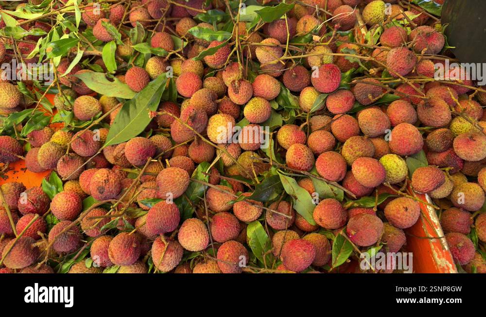 Lychee market Stock Videos & Footage - HD and 4K Video Clips - Alamy
