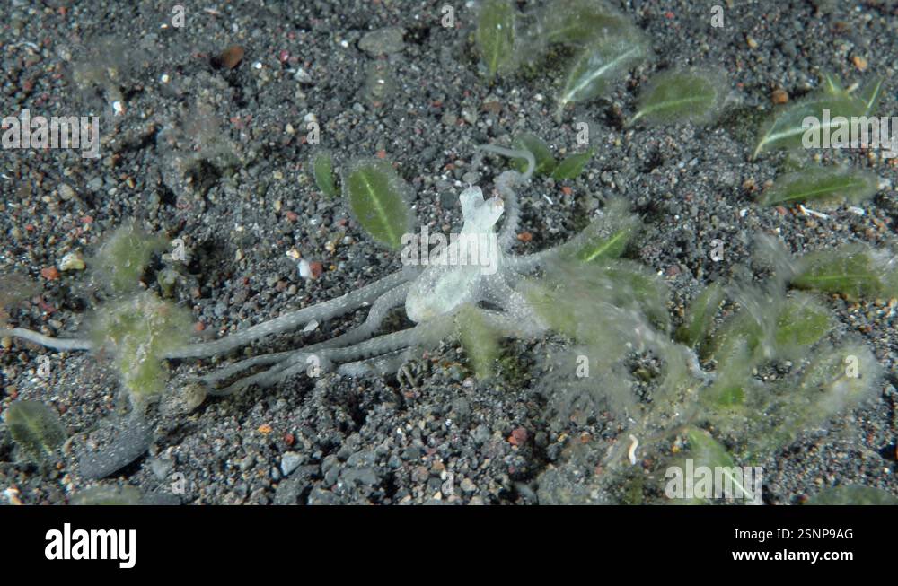long-armed octopus among seaweed Stock Video Footage - Alamy