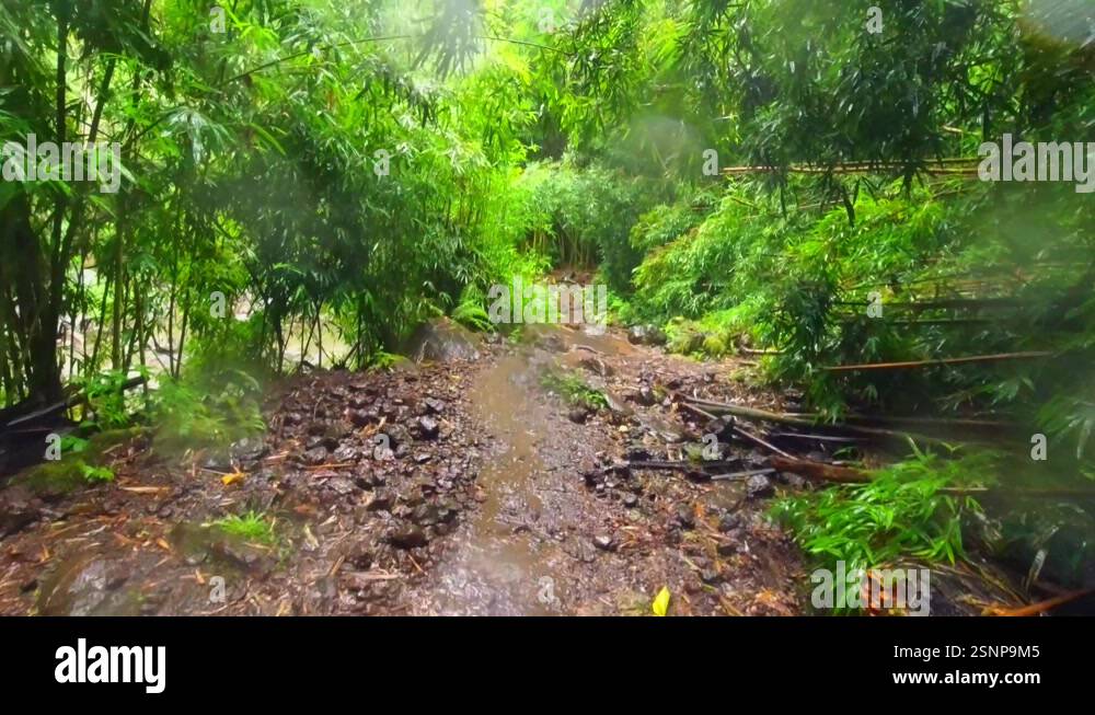 Hiking through a rain-soaked tropical trail in slow motion near Maui ...