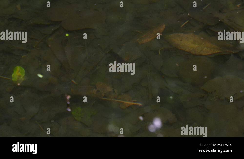 A close look at a crayfish walking underwater Stock Video Footage - Alamy