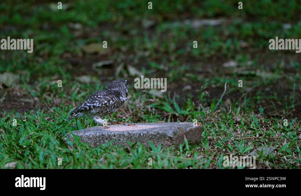 Spotted Owl Eats Worm On The Rock Then Fly Away. - static shot Stock ...