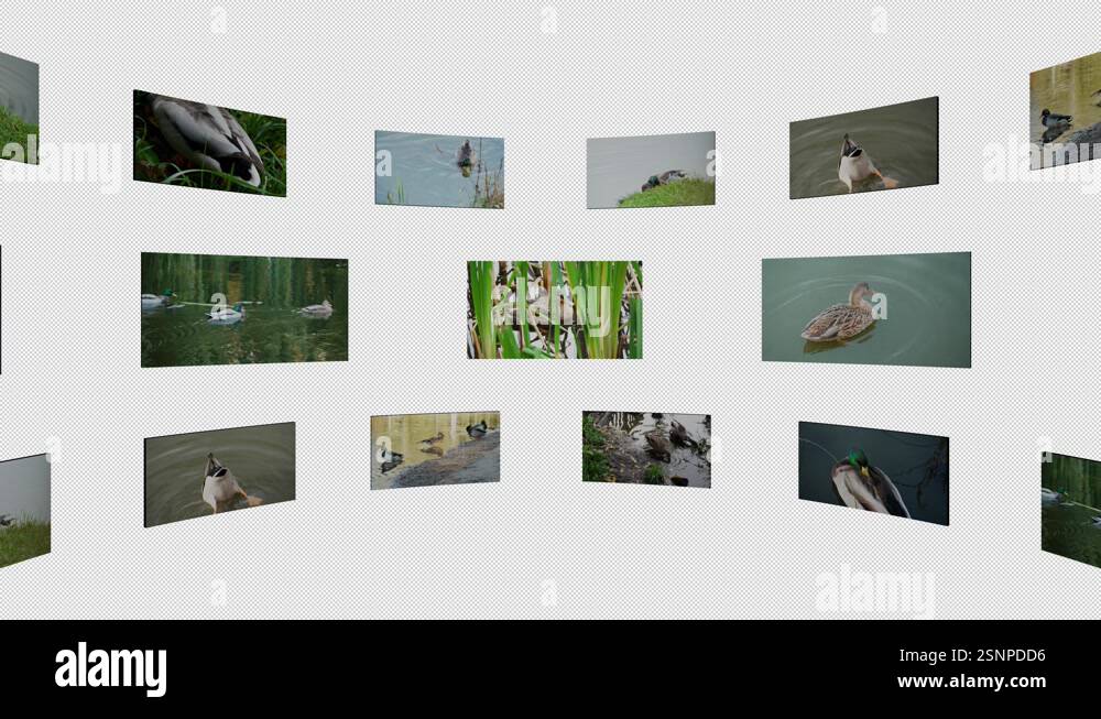 Collage of rotating screens with moving ducks and drakes in the wild ...