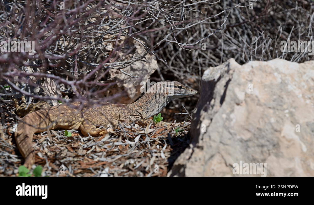 sand goanna, Varanus gouldii, also Goulds monitor lizard Stock Video ...