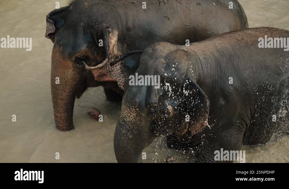 Pachyderm Stock Videos & Footage - HD and 4K Video Clips - Alamy