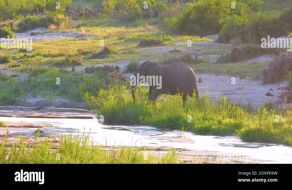 Tusker african bush elephant grazing solo at Safari of Kruger national ...