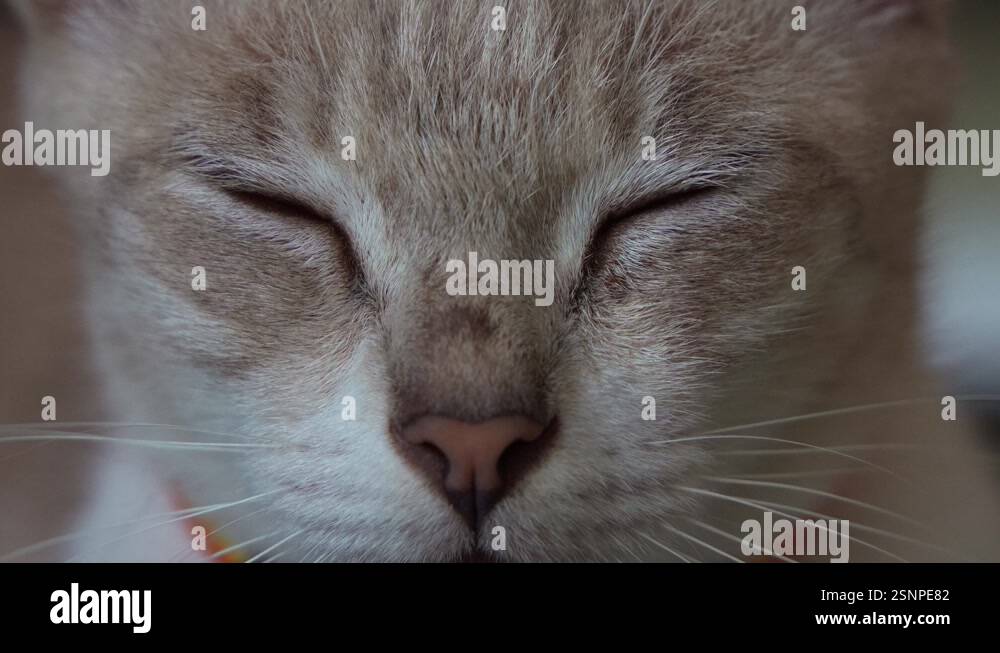 Close up shot capturing the details of the face of a sleepy Siamese ...
