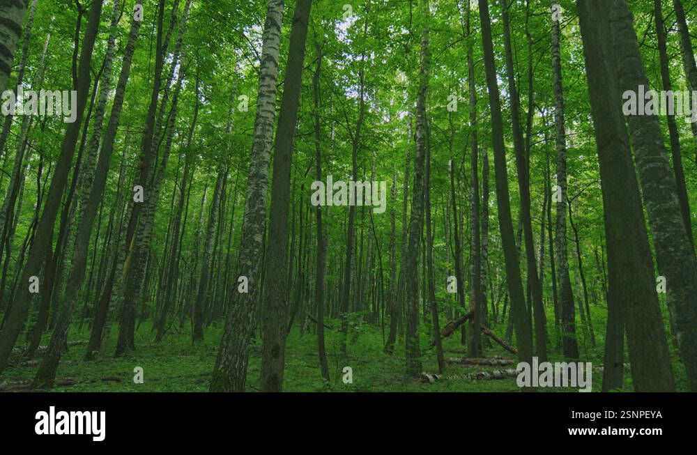 Beautiful Sunlight In Forest. Deciduous Trees In A Mixed Forest In ...