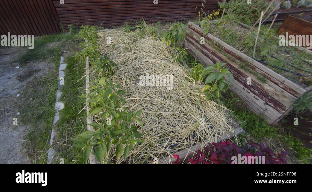 Set of radiant green and purple plants planted inside an orchard in ...