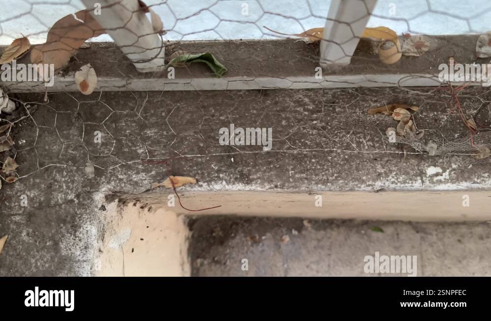 using a brush to restore and redecorate a dusty dirty terrace balcony ...
