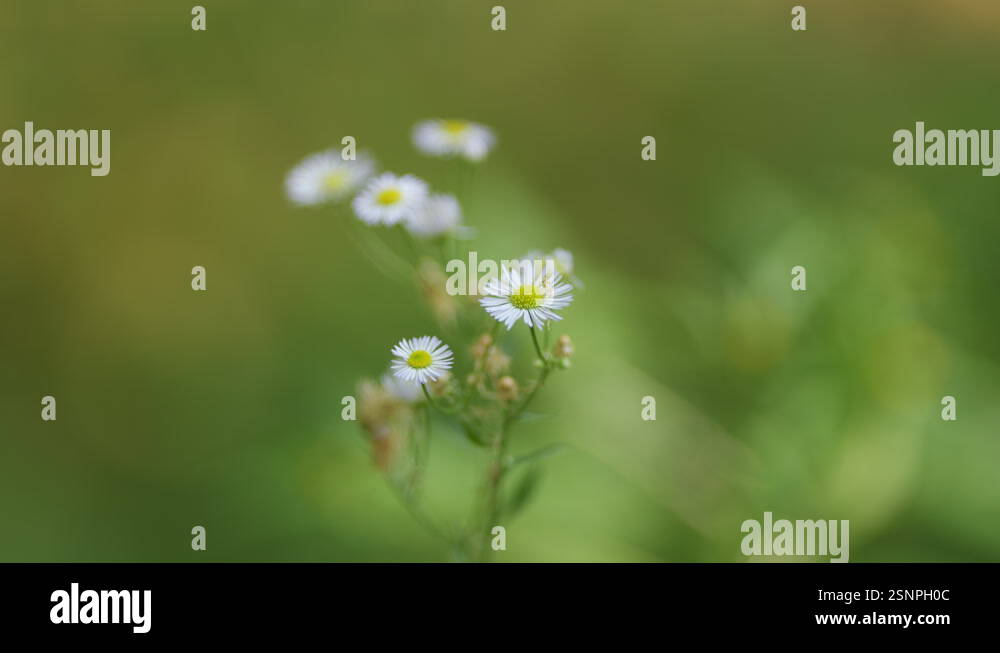 Flowering Of Daisies. Known As Common Daisy. Daisy Flowers Growing On Meadow Stock Video Footage ...