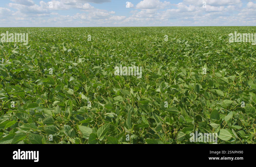 Soy Field. Soybean Plants During Growing Phase. Green Ripening Soybean ...