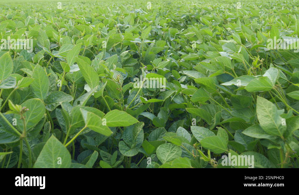 Soy Field. Soybean Plants During Growing Phase. Green Ripening Soybean ...