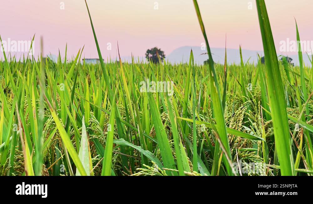 Rice paddy green Stock Video Footage - Alamy