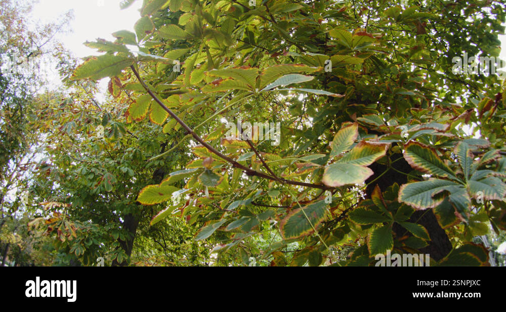 Leaves of a flamboyant green tree backlit by the sun on an autumn ...