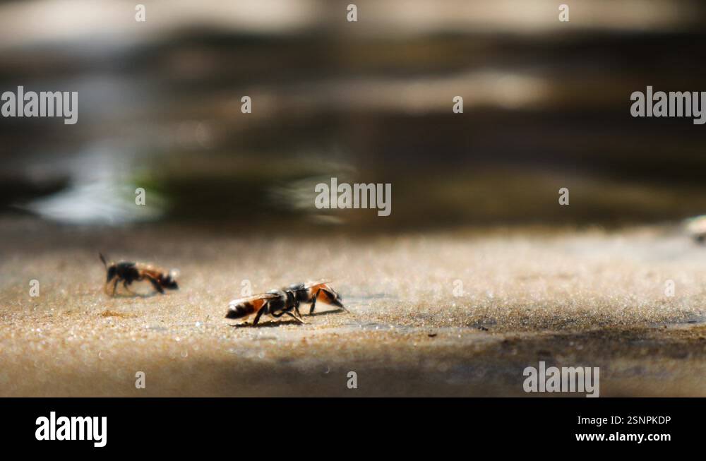 Bees on sandy surface terrain under bright sunlight and shadow of tree ...