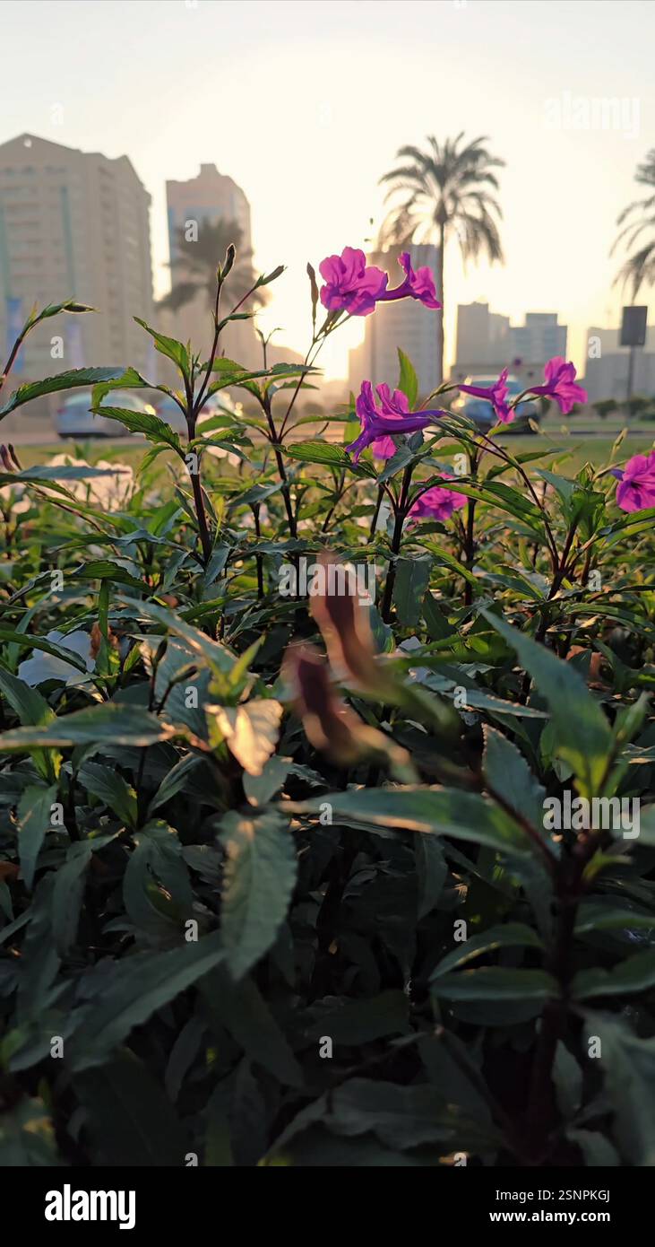 Winter in UAE, Winter plants bloom under the serene glow of a sunrise ...