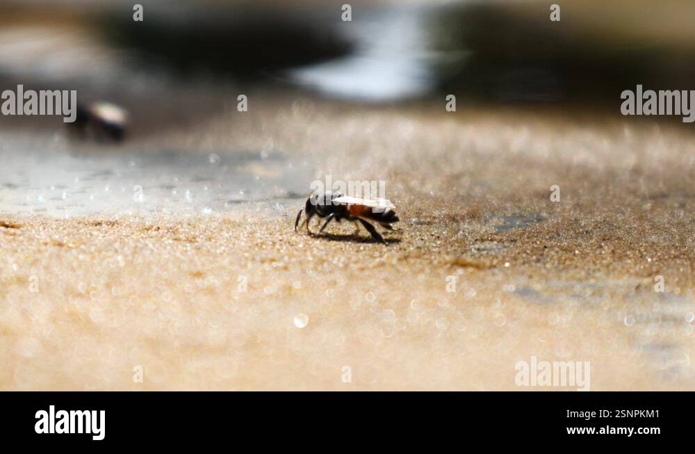 Bees on sandy surface terrain under bright sunlight and shadow of tree ...