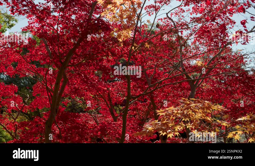 Japanese maple tree colors Stock Videos & Footage - HD and 4K Video ...
