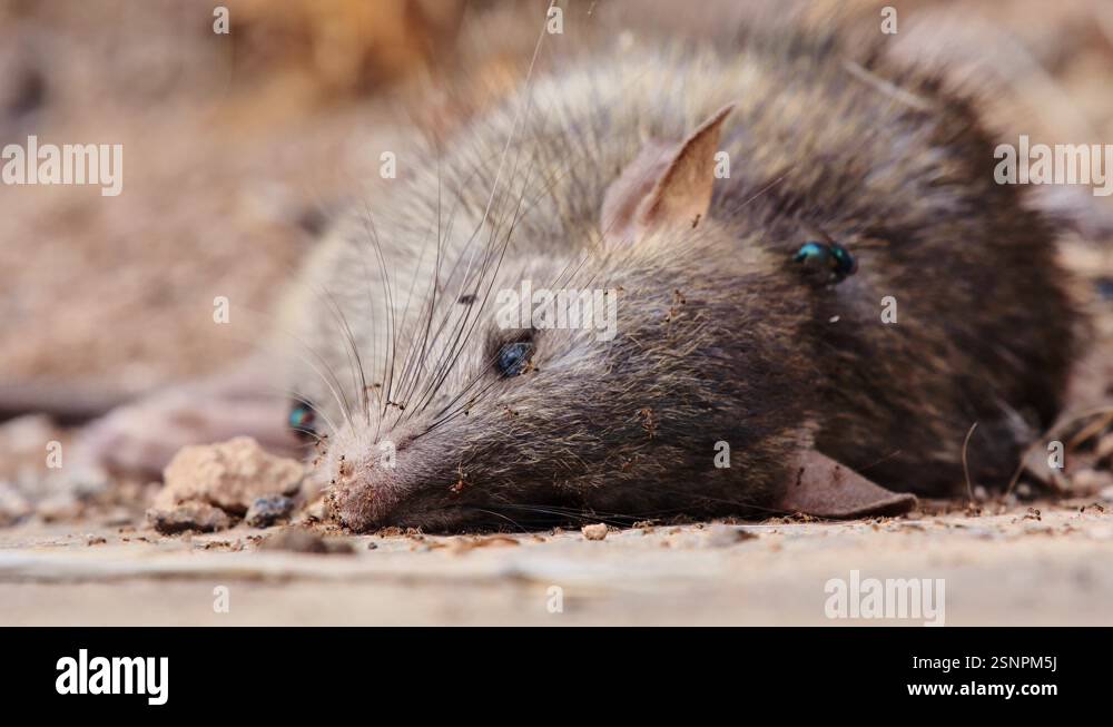 Dead Rat on Ground, Covered in Ants, Blow Flies, Decomposing in Sun ...