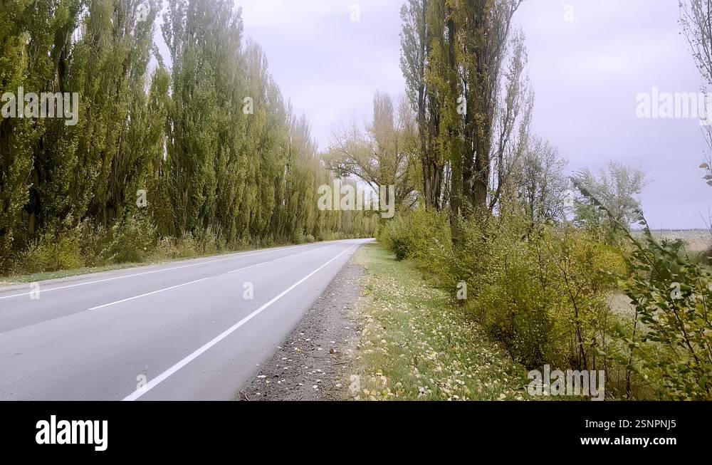 Scenic roadside view with tall trees and clear weather in a rural area ...