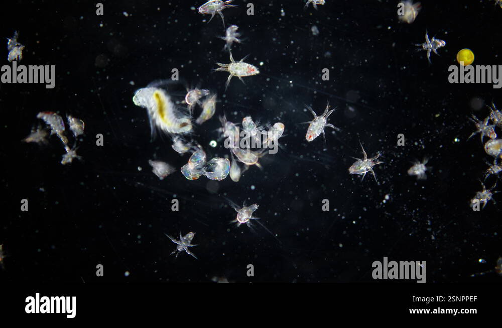 Zooplankton and plankton White Sea under microscope Stock Video Footage ...