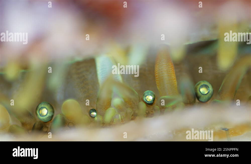 Mollusca Chlamys islandica, family Pectinidae under a microscope Stock ...