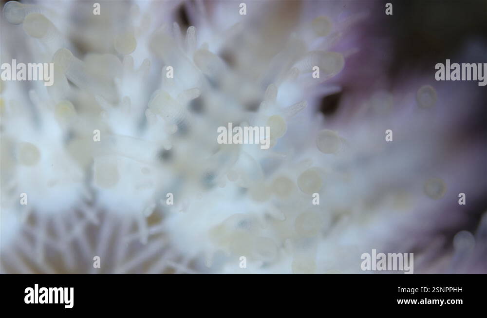 Young starfish Crossaster papposus under microscope, phylum ...