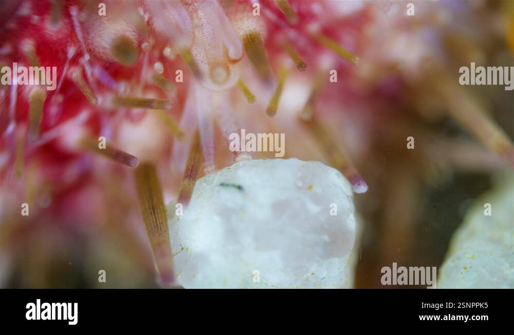 Sea urchin strongylocentrotus pallidus under a microscope ...