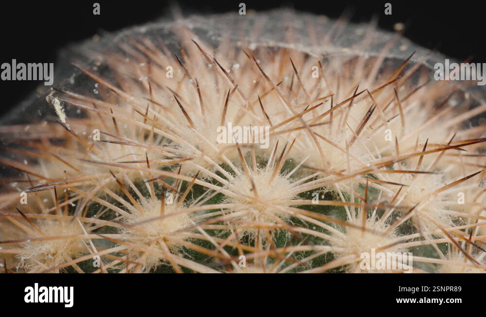Macro Dolly Zoom of a Cactus with Thin Spider Webs Covering the Spines ...