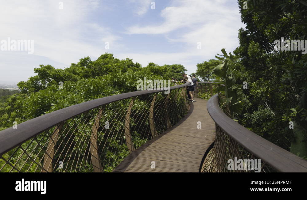 Tree top canopy walk Stock Videos & Footage - HD and 4K Video Clips - Alamy