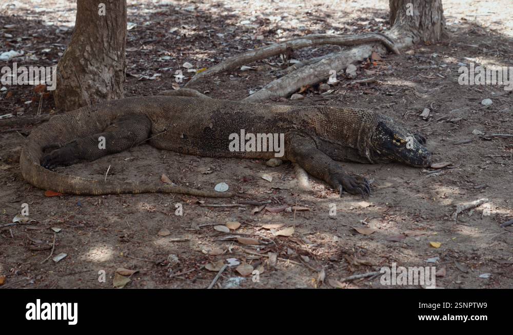 Iconic predator Stock Videos & Footage - HD and 4K Video Clips - Alamy