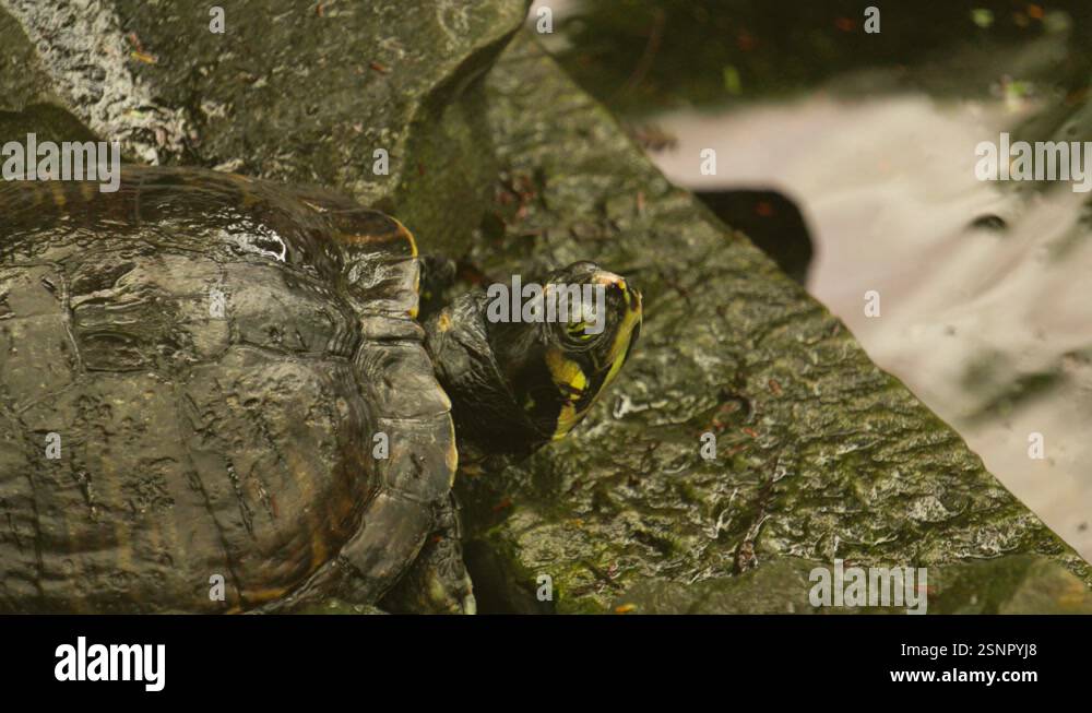 Cute Tortoise with Hard Shell Rearing Head Next to Pond Habitat Stock ...