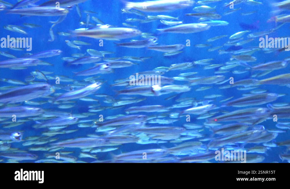 Schools of Japanese anchovy fish, Engraulis japonicus, swimming ...