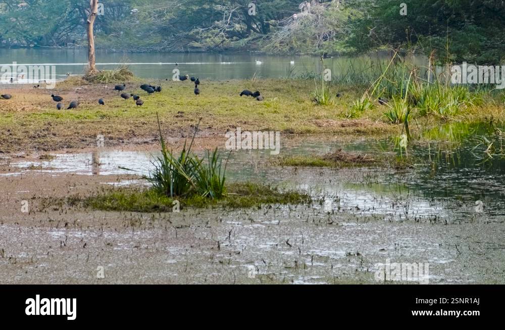 Blue swamp hens in an Indian bird sanctuary Stock Video Footage - Alamy