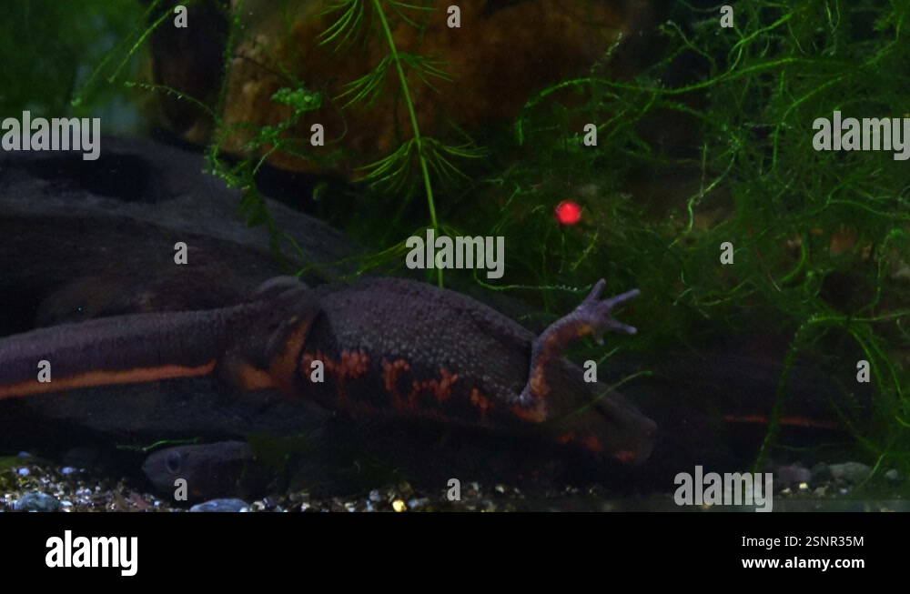 Japanese fire bellied newt trying to move forward in water tank ...