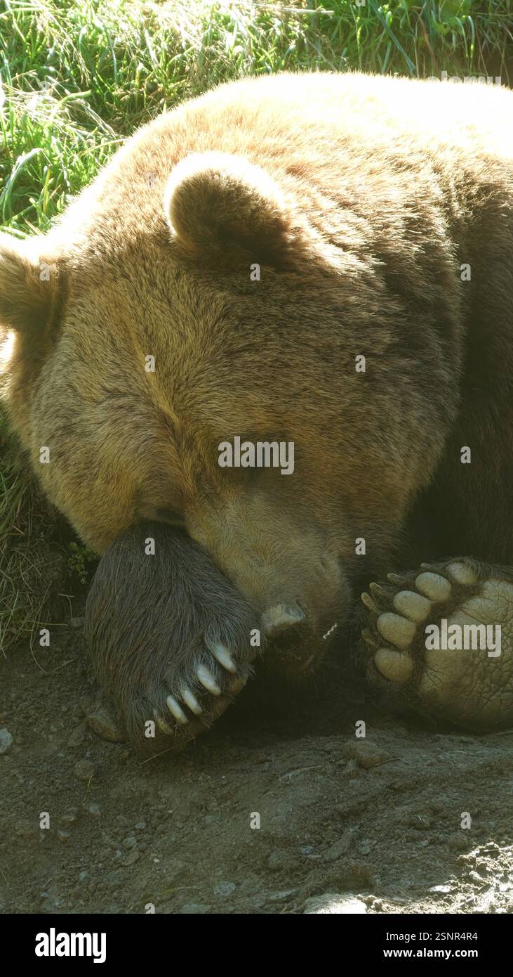 Brown Bear Resting in Natural Habitat - Calm Wilderness Scene in Alpine ...