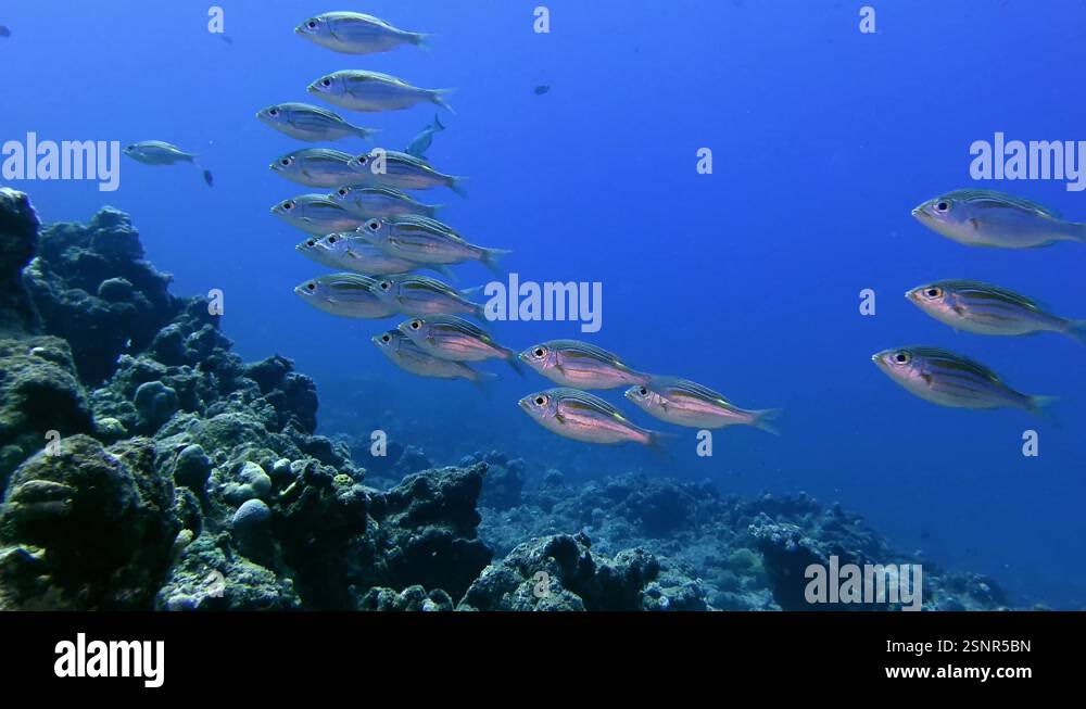 School of Fish Swimming in Unison Above Coral Reefs in Mauritius Waters ...