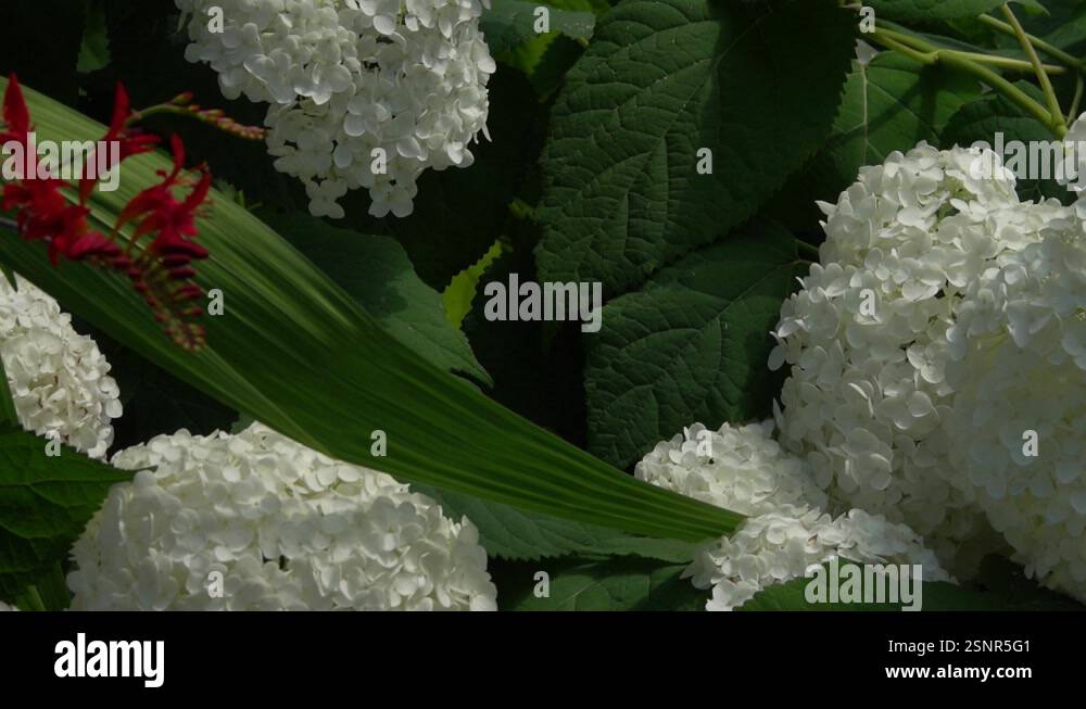 Beautiful thick and dense white and Red Flowers. Many useful insects ...