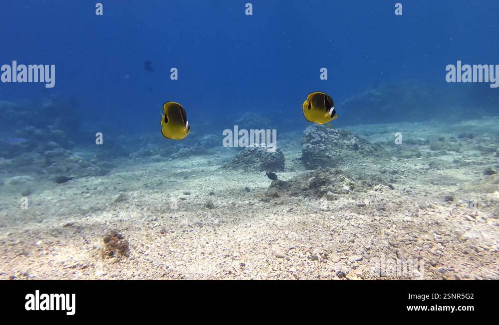 Closeup of Butterfly Fish Pair Gliding Over Sandy Reef Bottom in ...