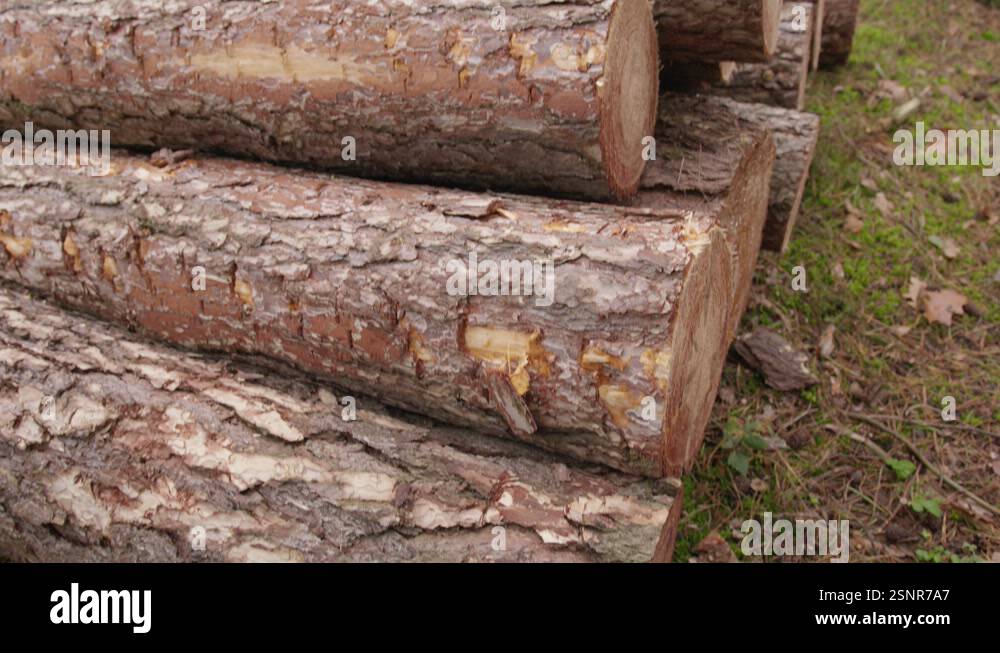 Tilt movement showing sawn-off pine tree stumps in a peaceful forest ...