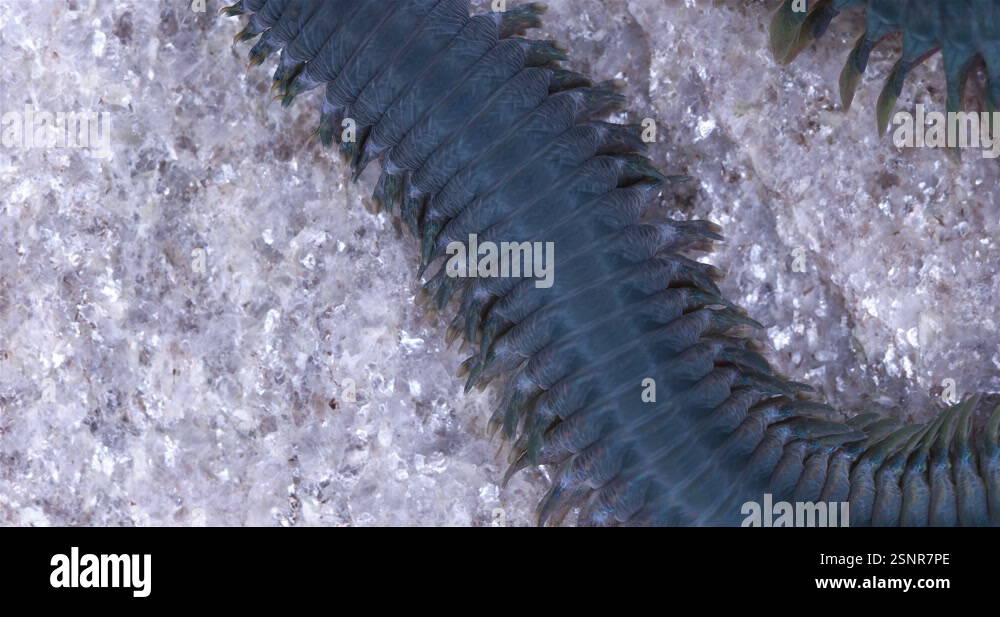 Worm Polychaeta Nereis virens Alitta virens from family Nereididae ...