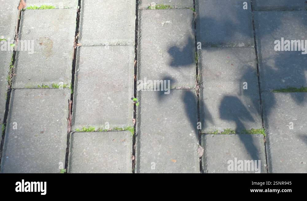 Tree shadow on pathway Stock Videos & Footage - HD and 4K Video Clips ...