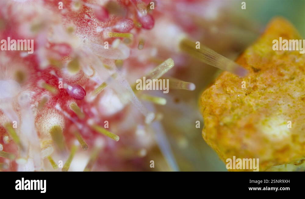 Sea urchin strongylocentrotus pallidus under a microscope, type ...