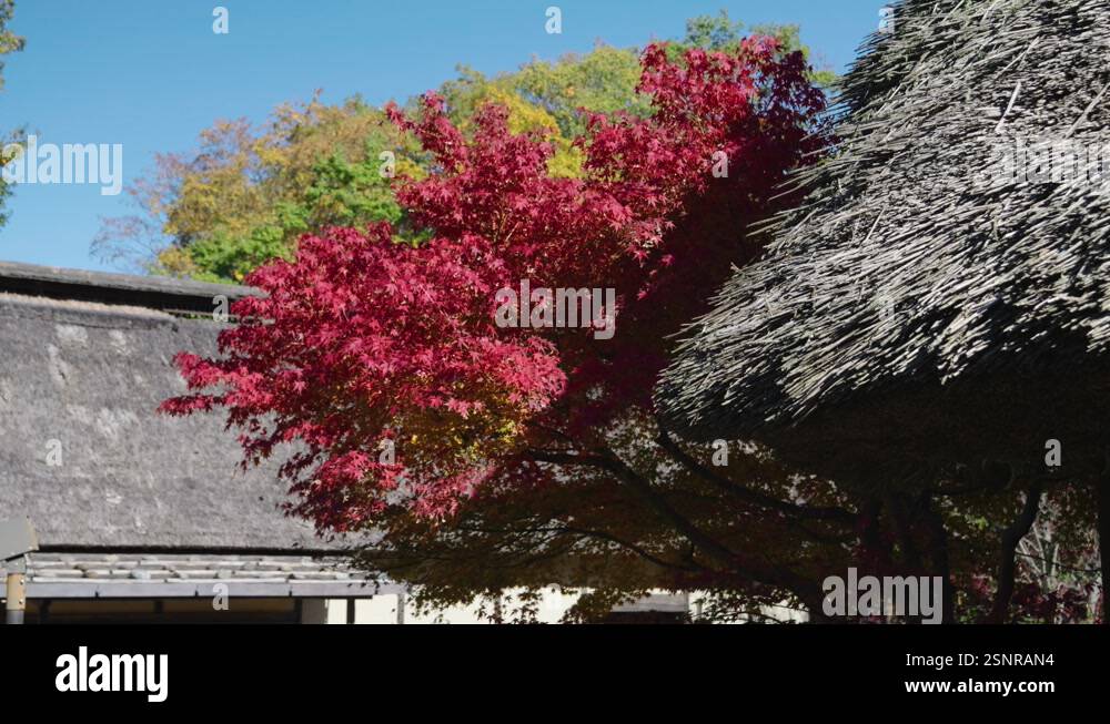 Details of typical Japanese straw roof houses with red autumn colors ...